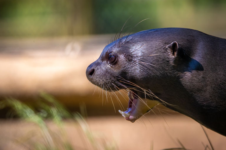Giant Otter