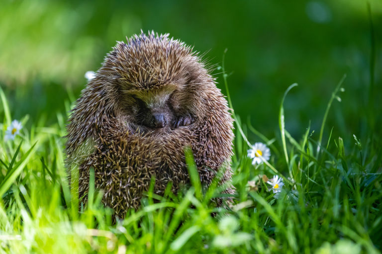 European Hedgehog