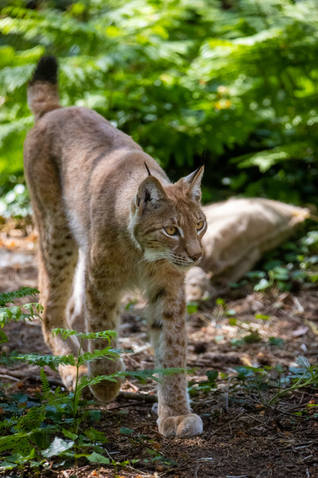 Northern Lynx