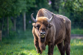 Animals at New Forest Wildlife Park