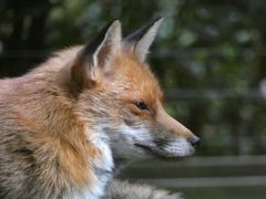 Celebrating National Fox Day: A Closer Look at Our Cunning Red Fox