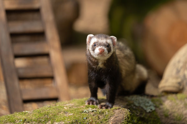 Plan Your Visit to New Forest Wildlife Park