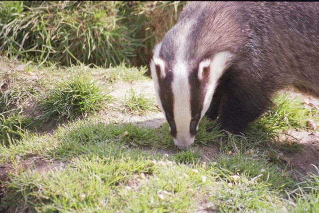 European Badger