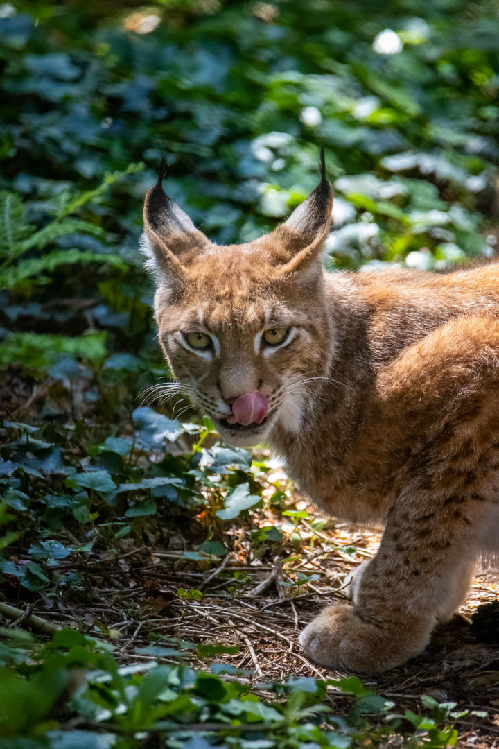 Northern Lynx
