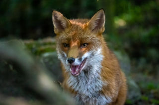 Celebrating National Fox Day: A Closer Look at Our Cunning Red Fox