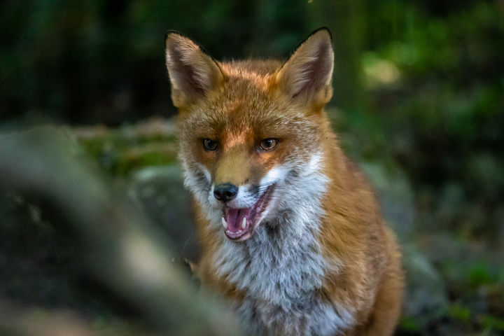Celebrating National Fox Day: A Closer Look at Our Cunning Red Fox