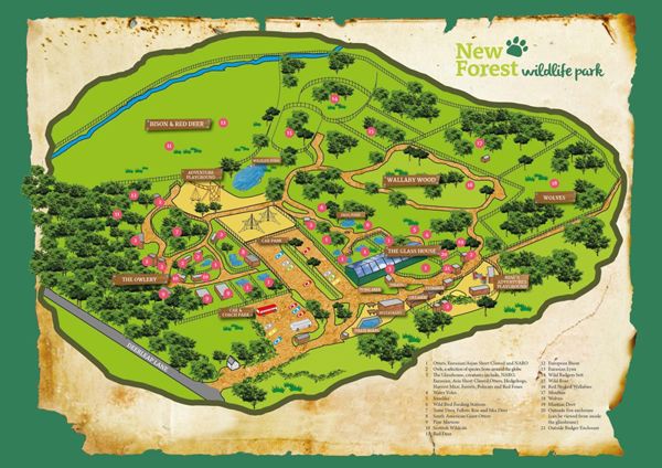 What to see and do at New Forest Wildlife Park