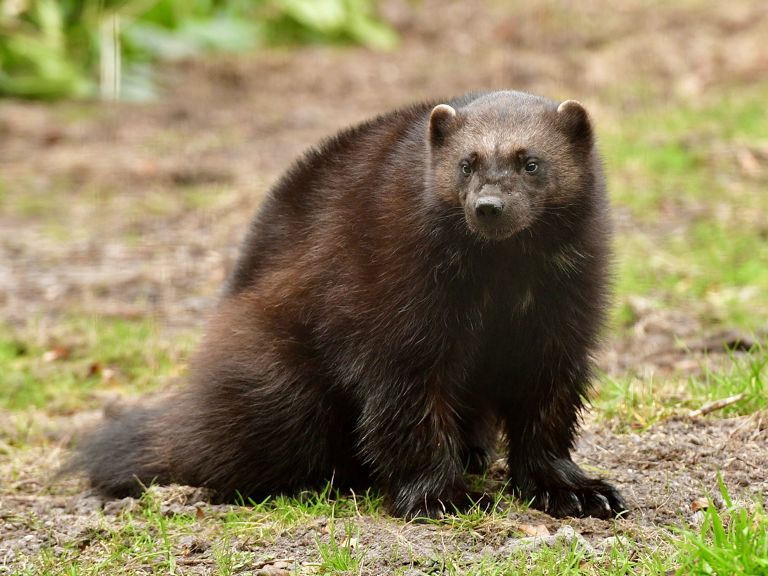 Wolverine at New Forest Wildlife Park