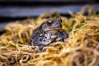 Animals at New Forest Wildlife Park