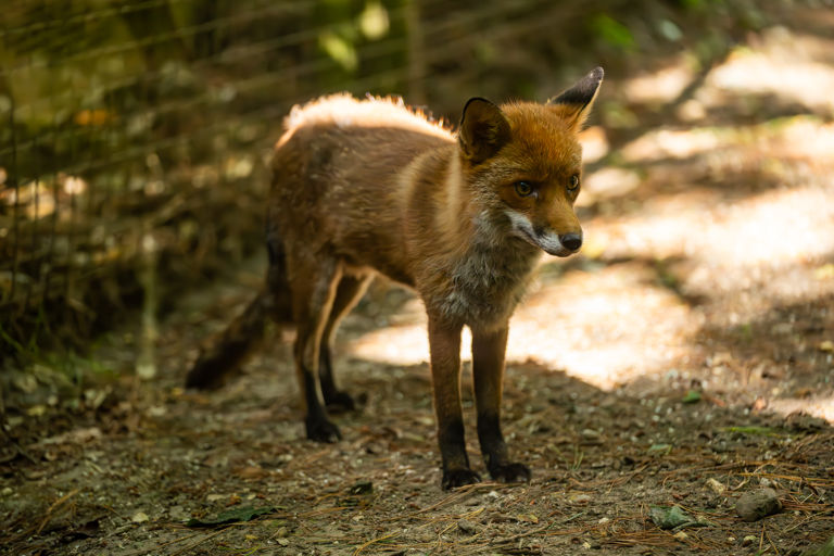 Celebrating National Fox Day: A Closer Look at Our Cunning Red Fox