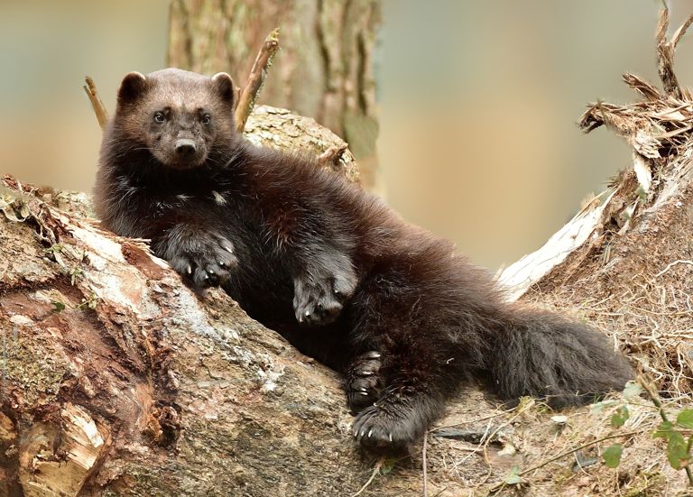 Wolverine at New Forest Wildlife Park