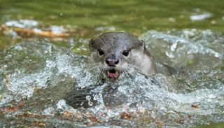 Giant otters and otter experiences in Hampshire