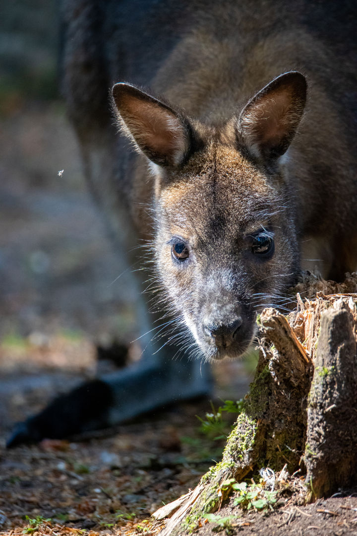 Adopt an Animal at New Forest Wildlife Park