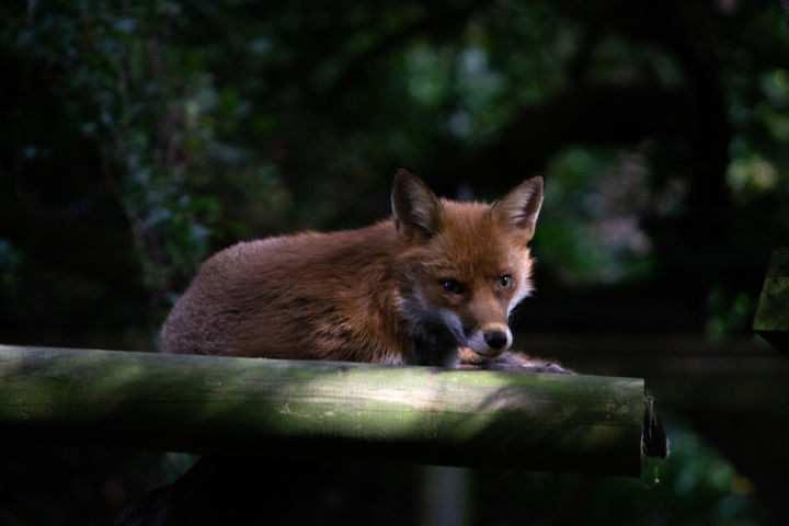 Celebrating National Fox Day: A Closer Look at Our Cunning Red Fox