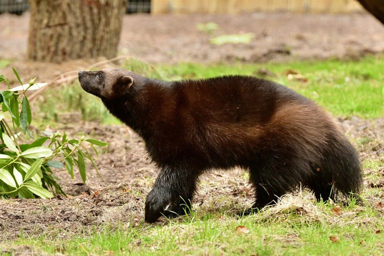 Wolverine at New Forest Wildlife Park