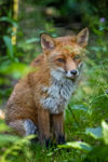 Celebrating National Fox Day: A Closer Look at Our Cunning Red Fox