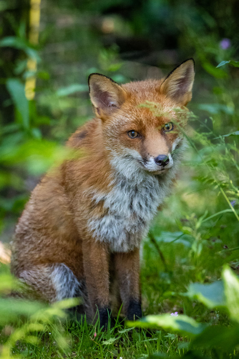 Celebrating National Fox Day: A Closer Look at Our Cunning Red Fox