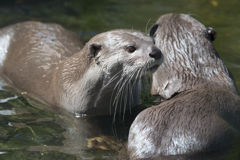 Giant otters and otter experiences in Hampshire
