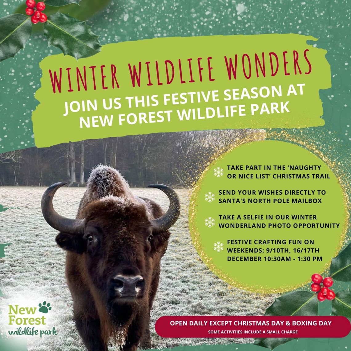 Winter Wildlife Wonders at New Forest Wildlife Park: A Festive Family ...