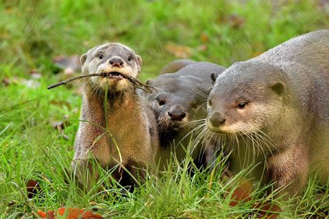 Giant otters and otter experiences in Hampshire