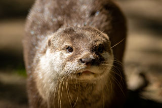 Animals at New Forest Wildlife Park